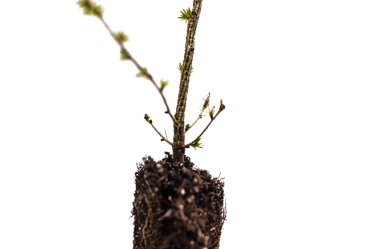 Japanese Larch | Medium Tree Seedling – The Jonsteen Company