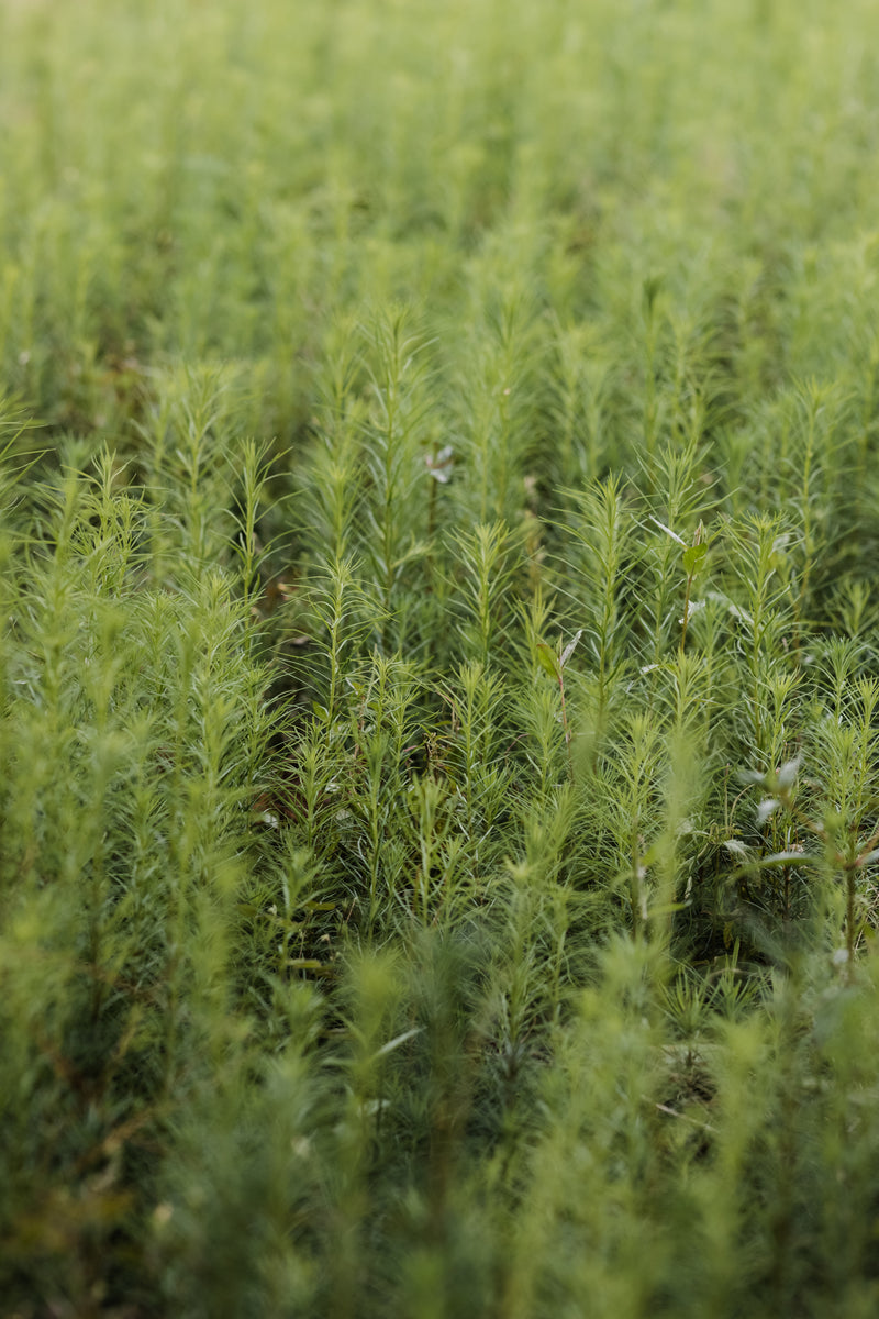 Japanese Larch | Lot of 30 Tree Seedlings – The Jonsteen Company