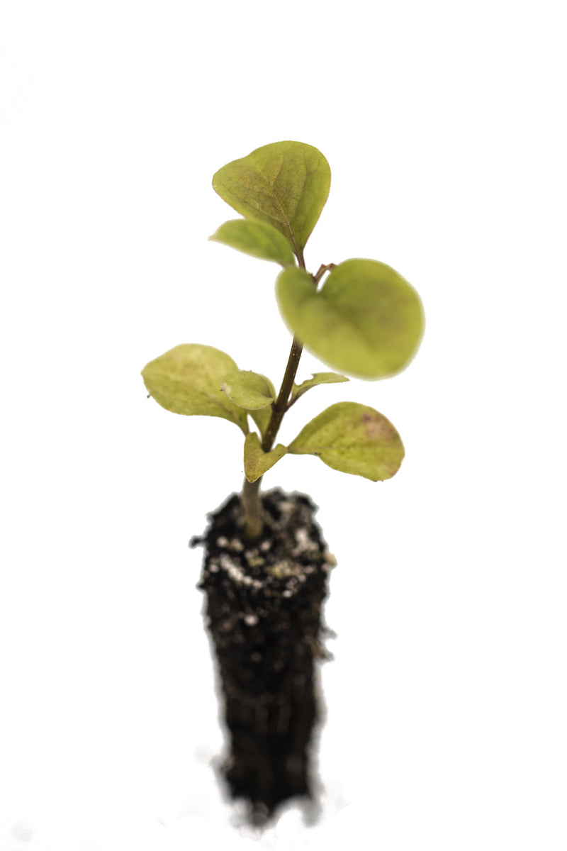 Japanese Tree Lilac | Small Tree Seedling – The Jonsteen Company
