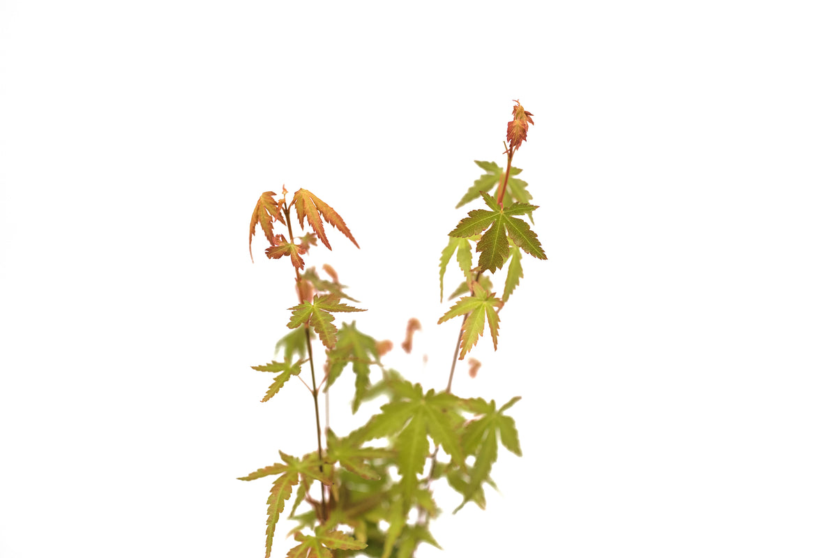 Japanese Maple | Tree Seedling Cluster – The Jonsteen Company