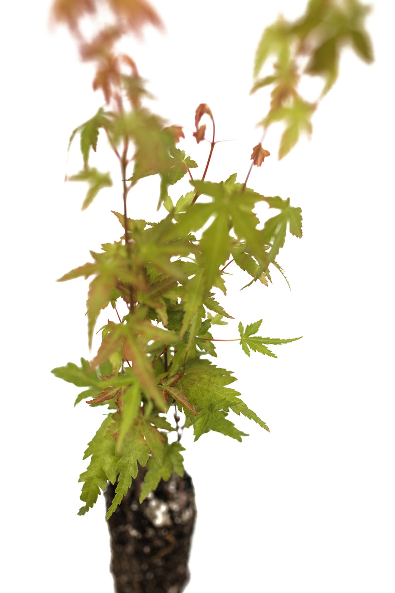 Japanese Maple | Tree Seedling Cluster – The Jonsteen Company