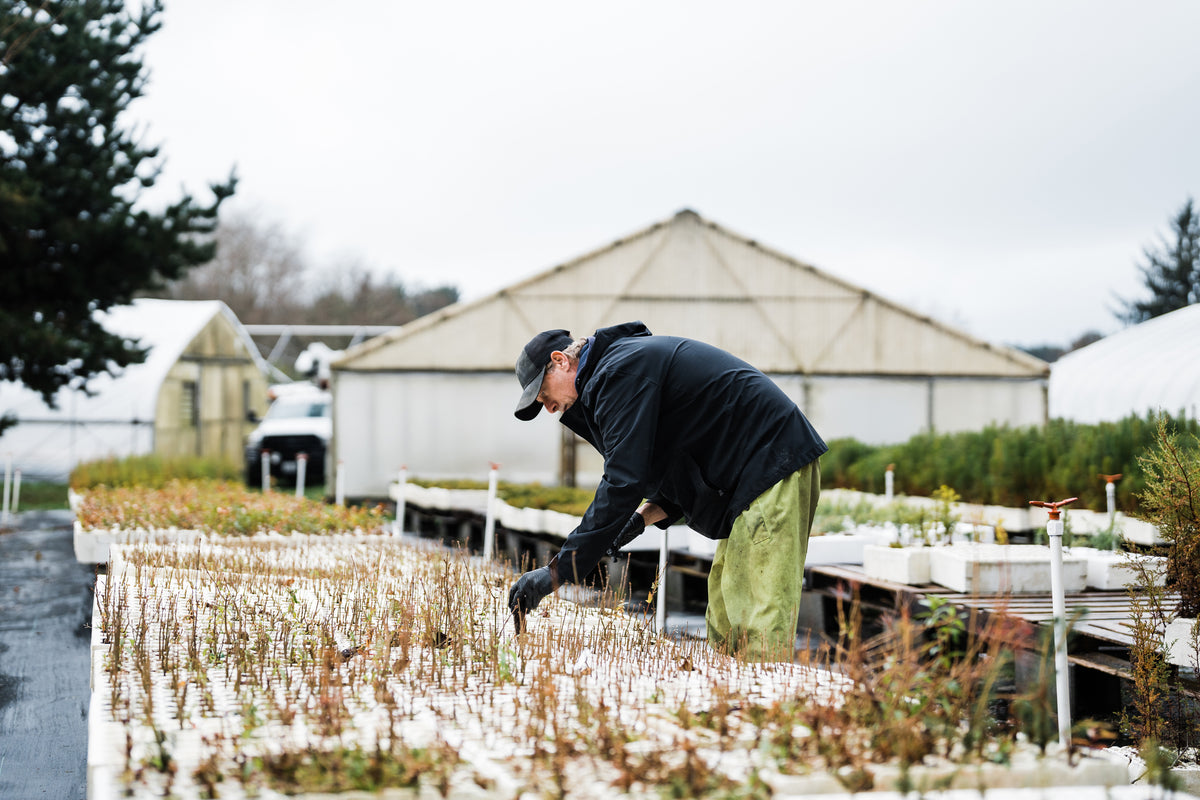 Japanese Tree Lilac | Lot of 30 Tree Seedlings – The Jonsteen Company