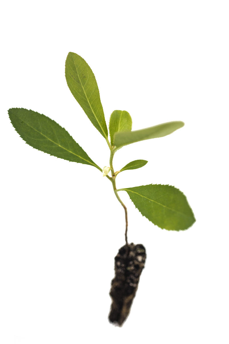 Pacific Madrone | Small Tree Seedling – The Jonsteen Company