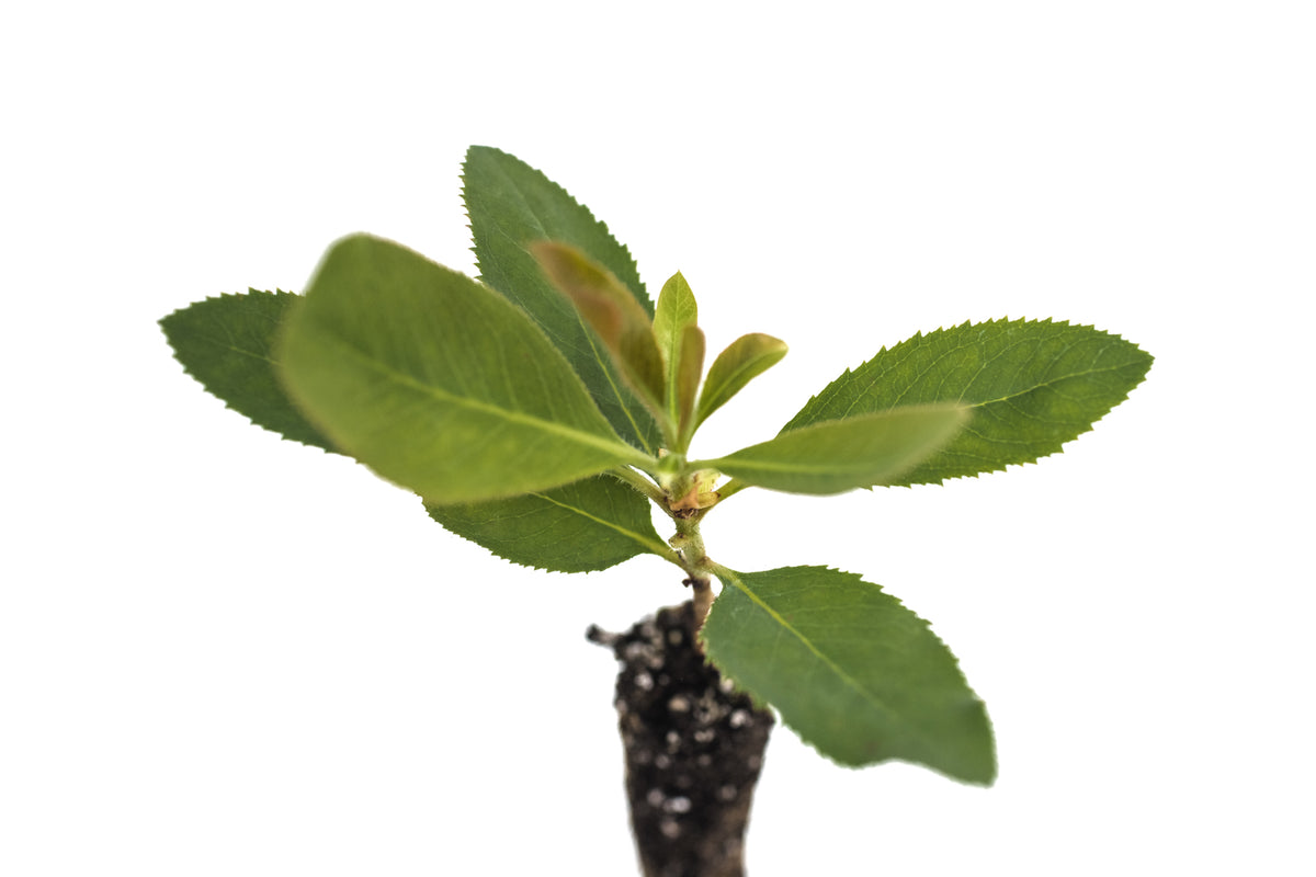 Pacific Madrone | Small Tree Seedling – The Jonsteen Company