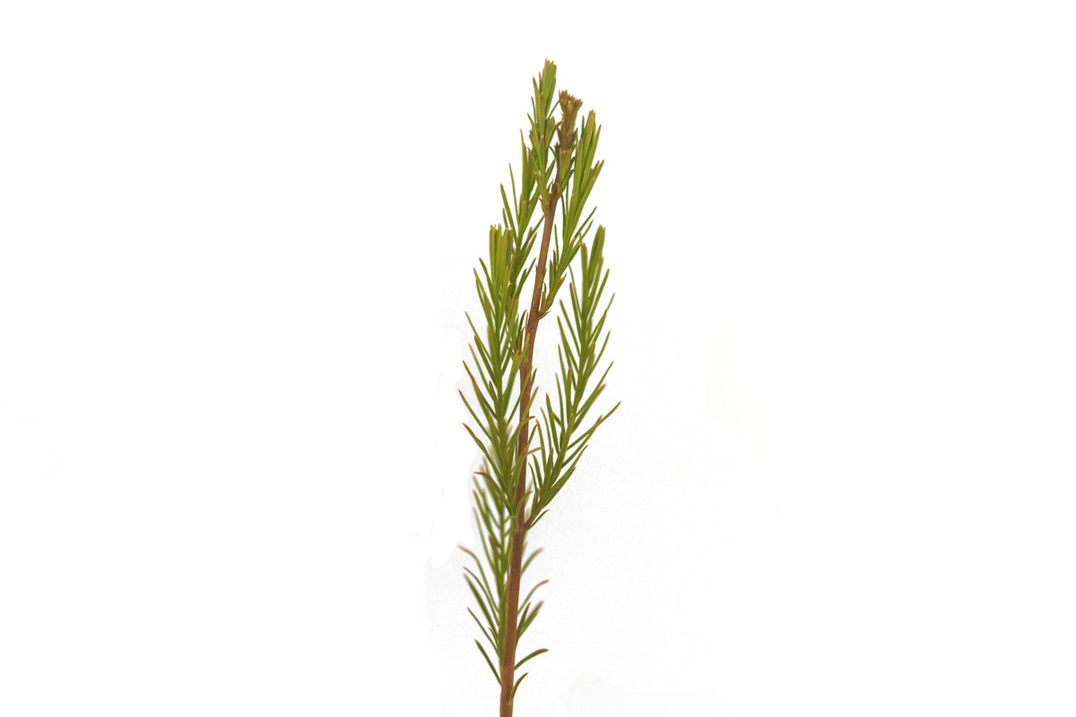 Pond Cypress | Small Tree Seedling – The Jonsteen Company