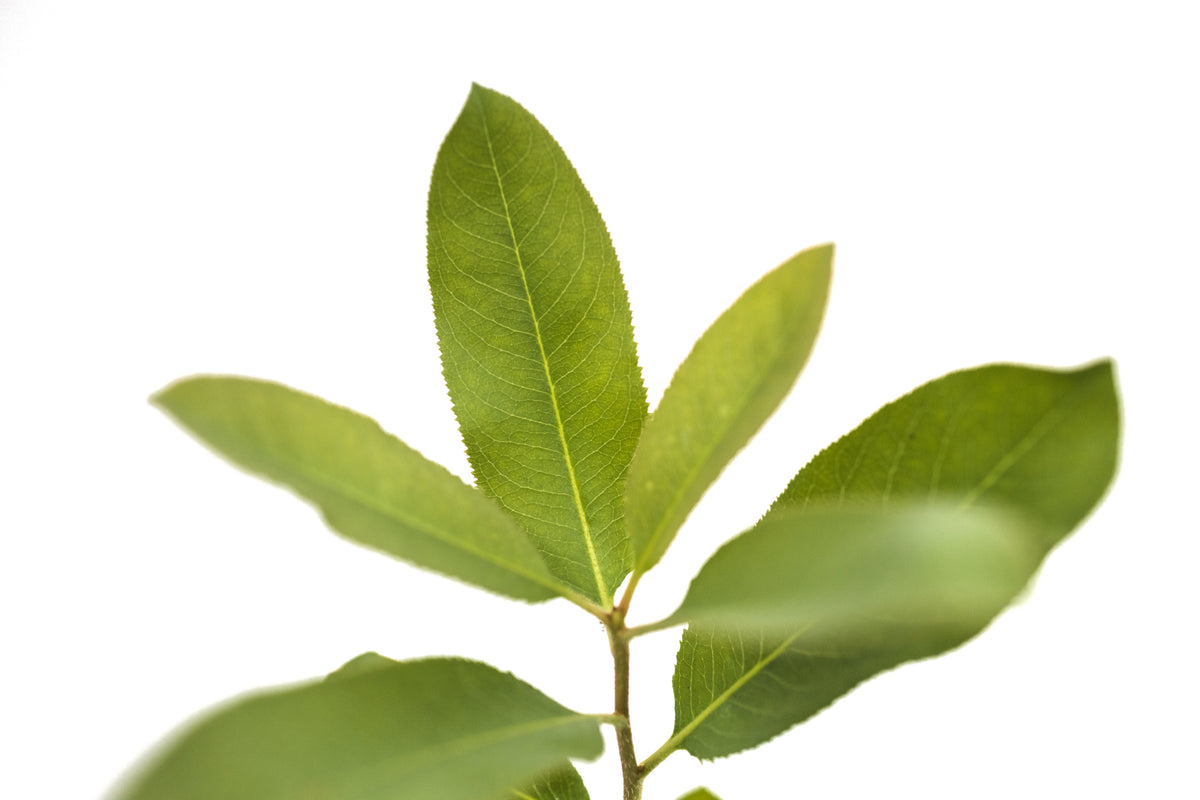 Pacific Madrone | Medium Tree Seedling – The Jonsteen Company