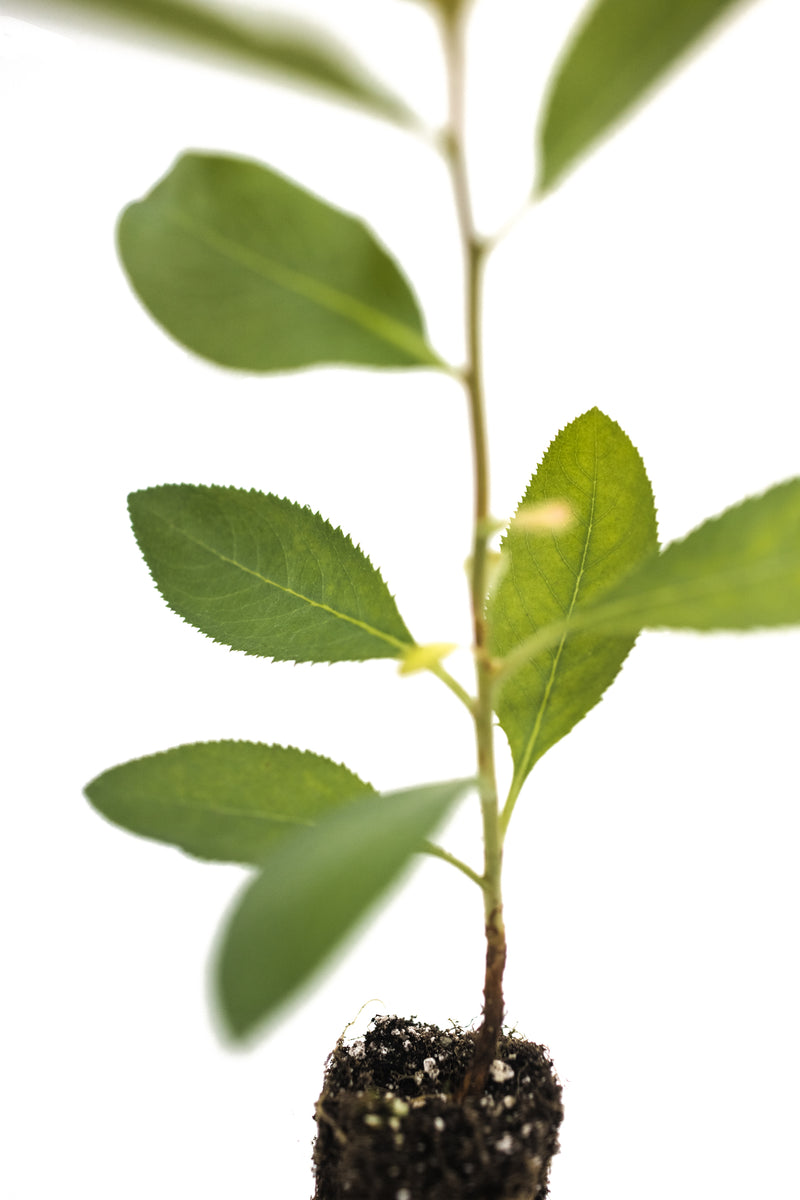 Pacific Madrone | Medium Tree Seedling – The Jonsteen Company