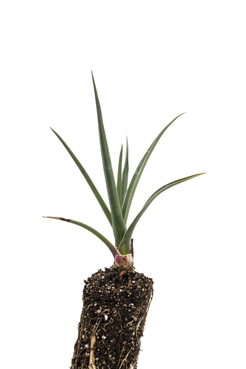 Joshua Tree | Medium Tree Seedling – The Jonsteen Company