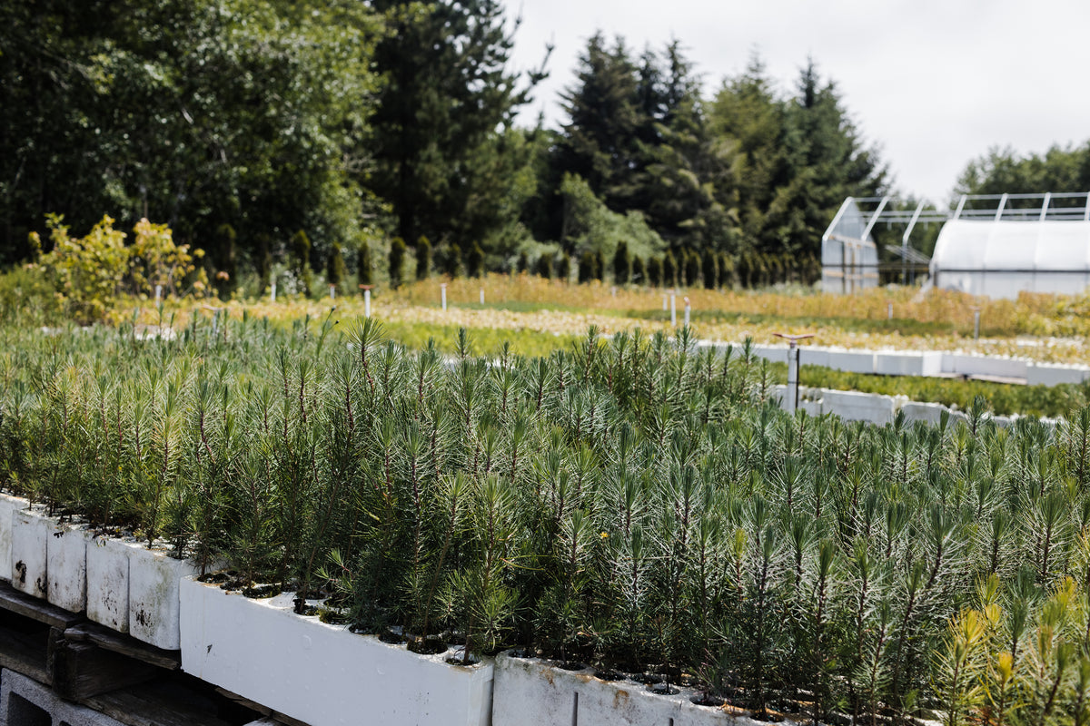 Maritime Pine | Bulk Nursery Lots – The Jonsteen Company