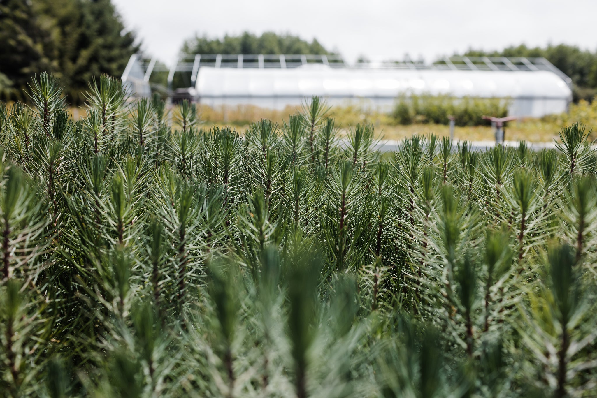 pine tree sapling bulk