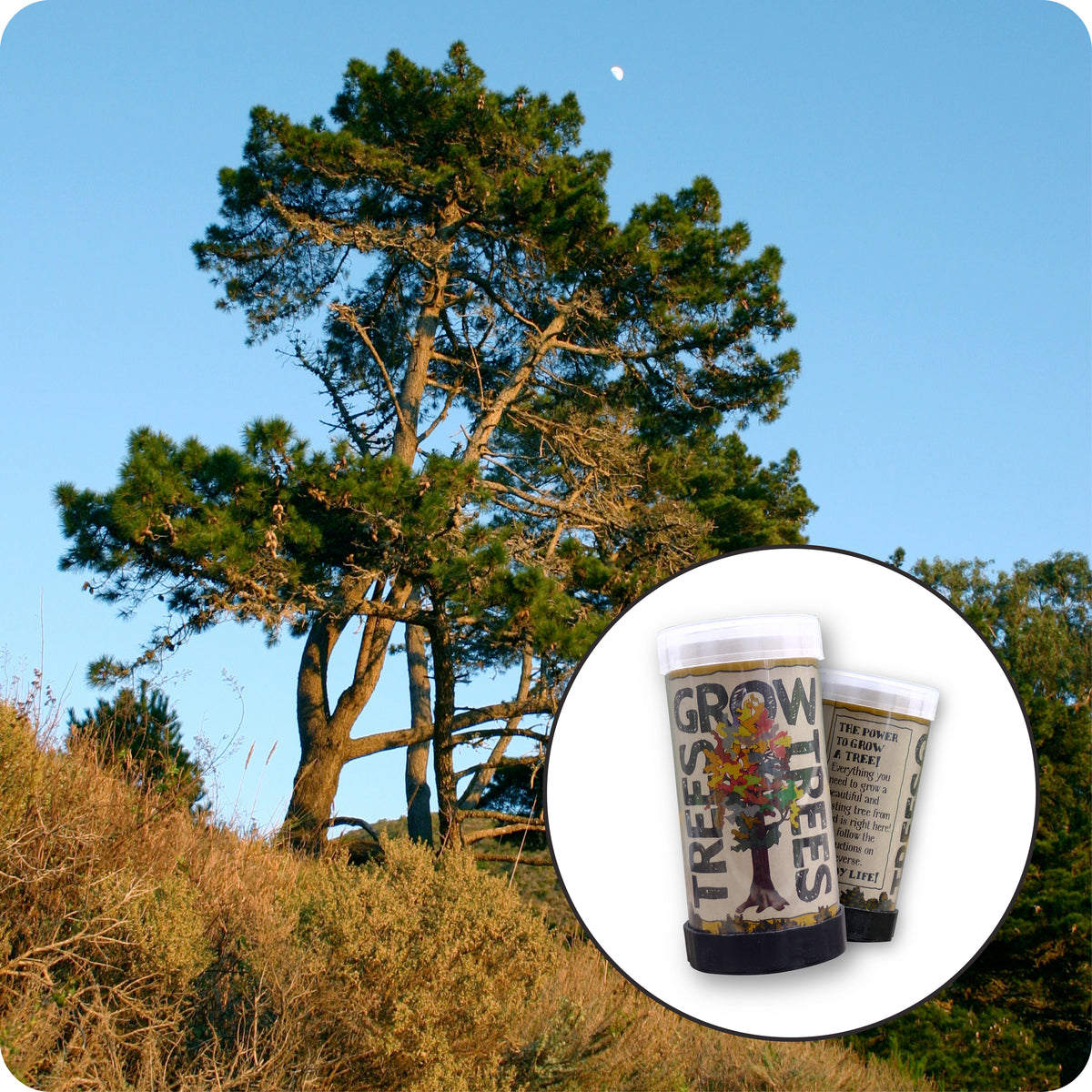 Monterey Pine | Mini-Grow Kit – The Jonsteen Company