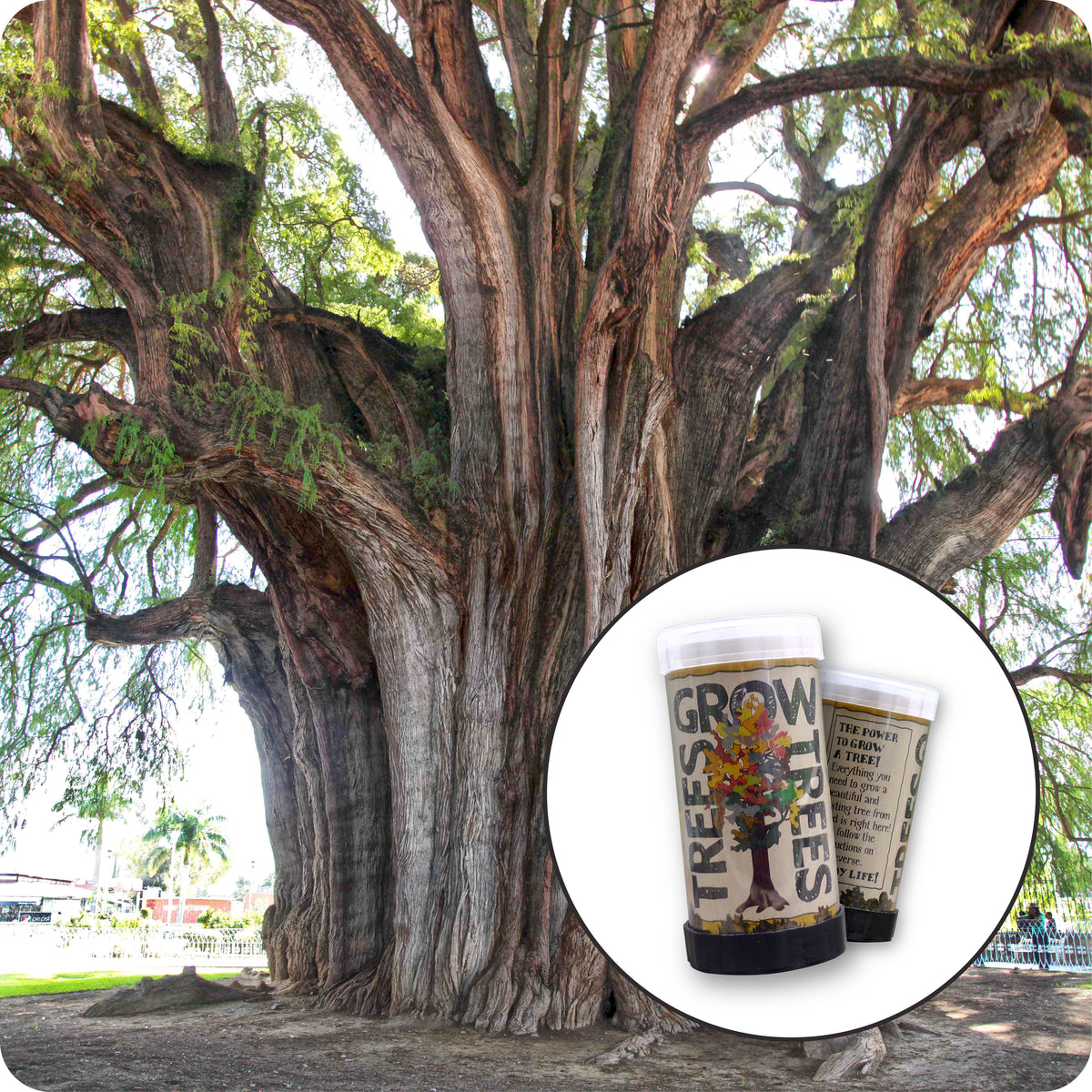 Montezuma Cypress | Mini-Grow Kit – SequoiaTrees.com