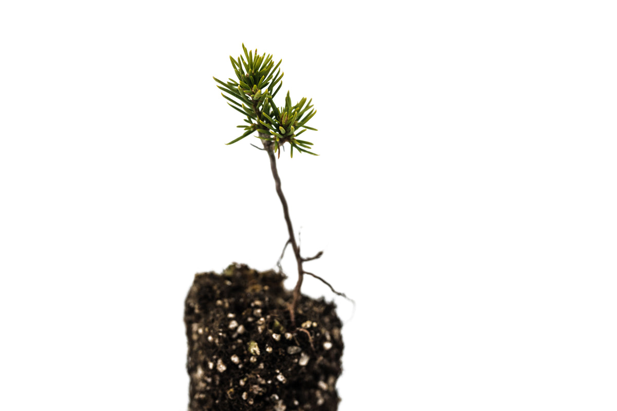 Mountain Hemlock | Medium Tree Seedling – The Jonsteen Company