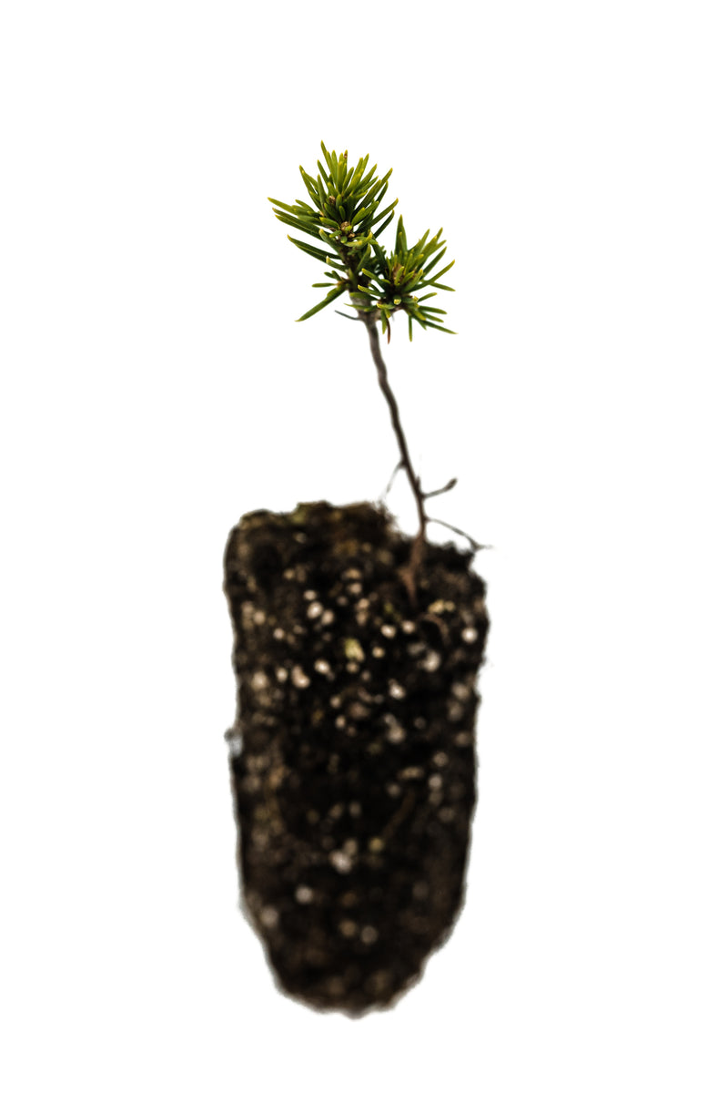 Mountain Hemlock | Medium Tree Seedling – The Jonsteen Company