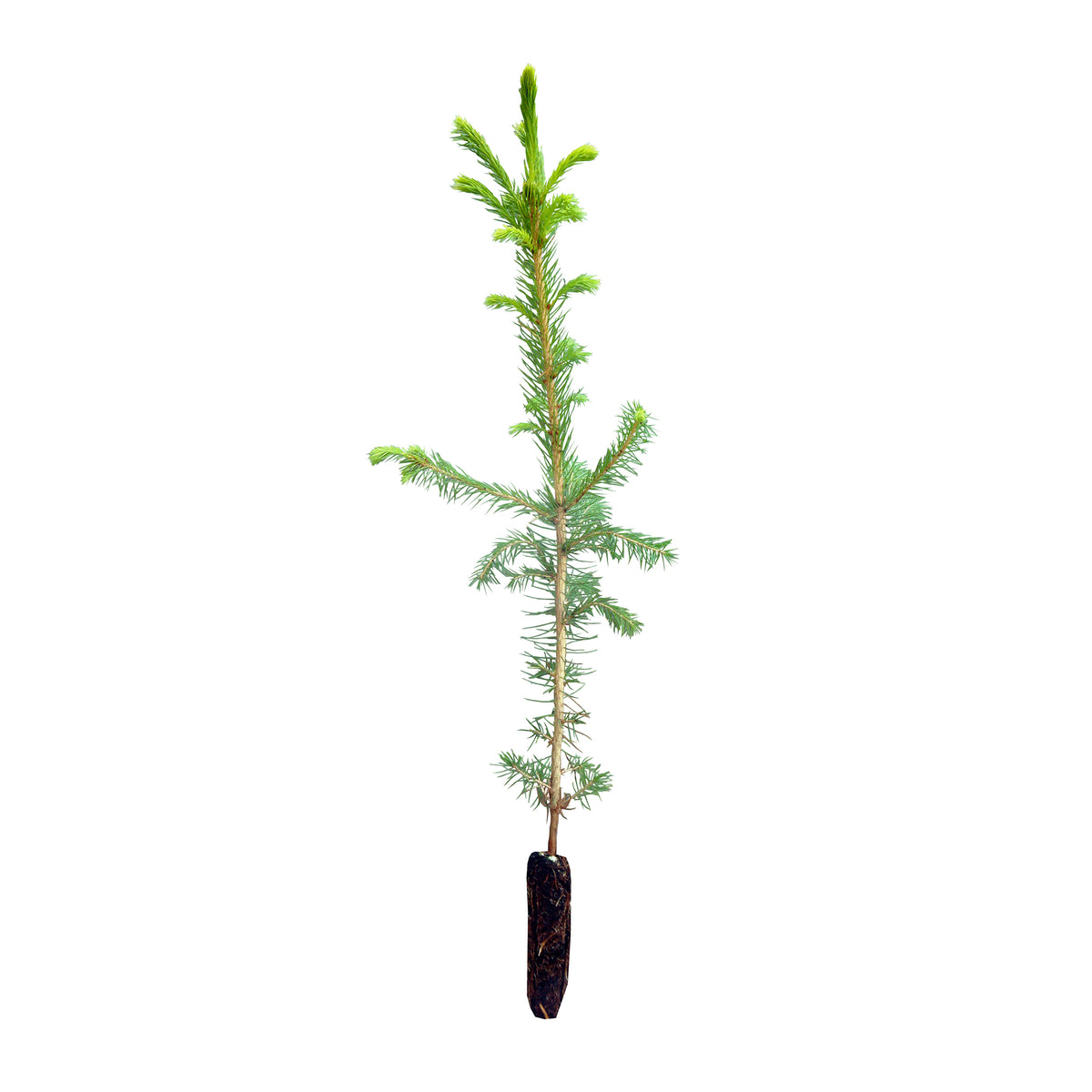 Norway Spruce | Lot of 30 Tree Seedlings – The Jonsteen Company