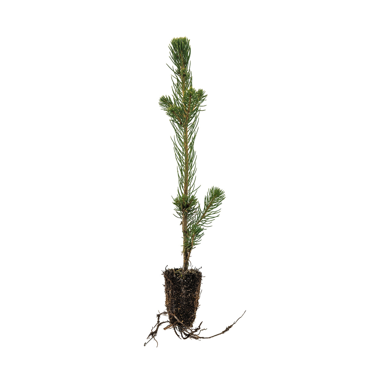 Norway Spruce | Small Tree Seedling – The Jonsteen Company