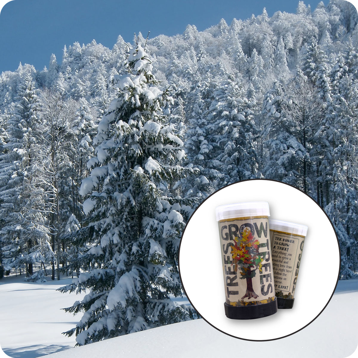 Norway Spruce | Mini-Grow Kit – The Jonsteen Company
