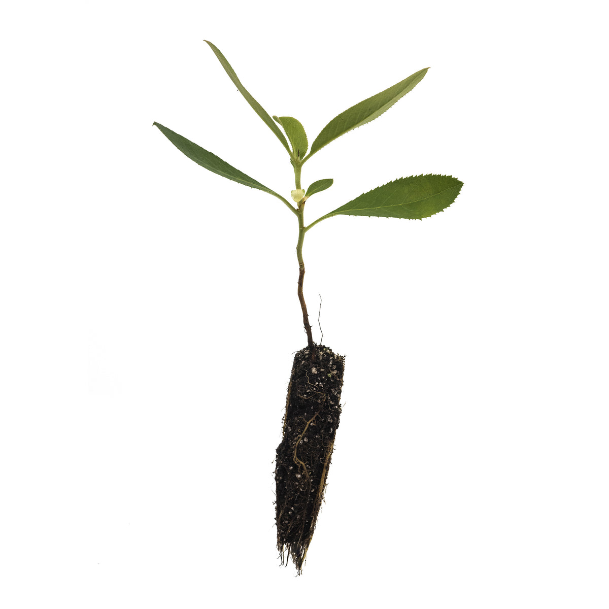 Pacific Madrone | Small Tree Seedling – The Jonsteen Company