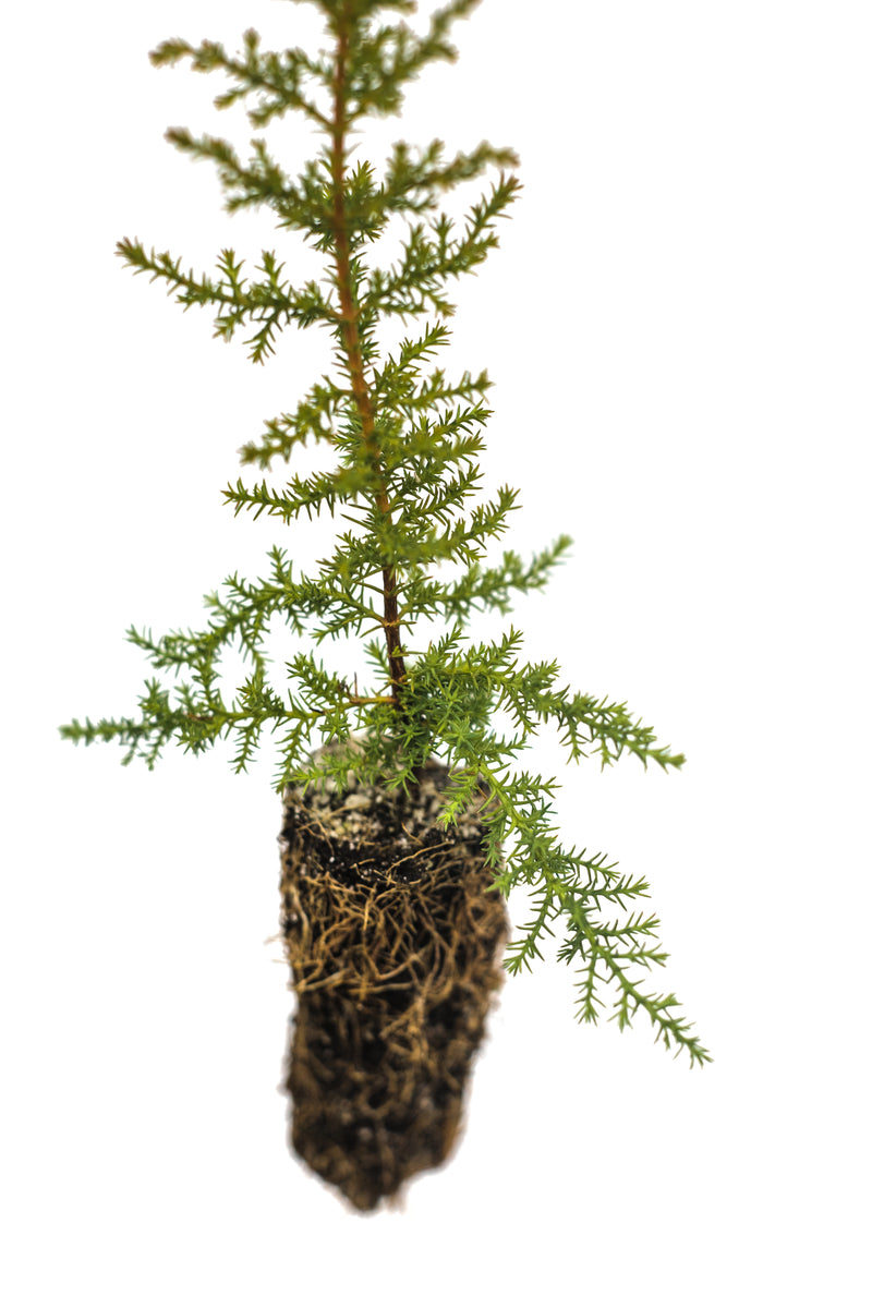 Pygmy Cypress | Medium Tree Seedling – The Jonsteen Company