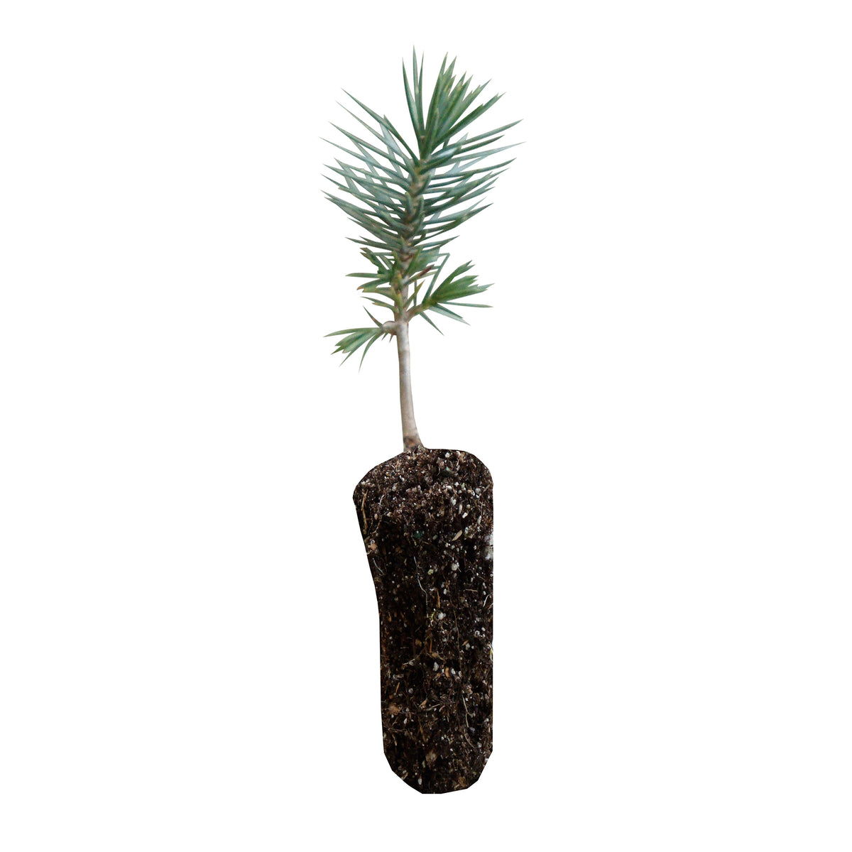 Piñon Pine | Pinus edulis | Medium Tree Seedling – The Jonsteen Company