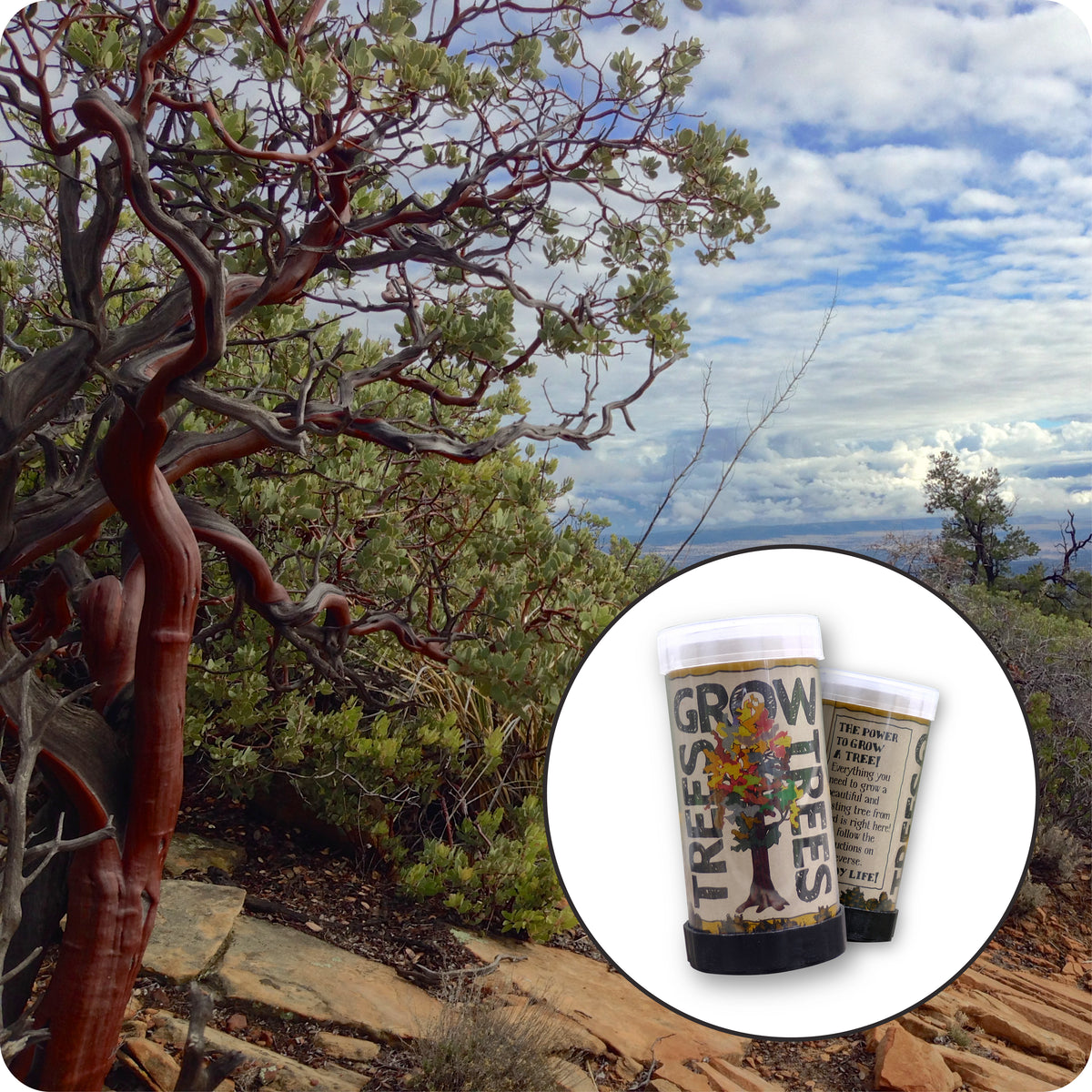 Pointleaf Manzanita | Mini-Grow Kit – The Jonsteen Company