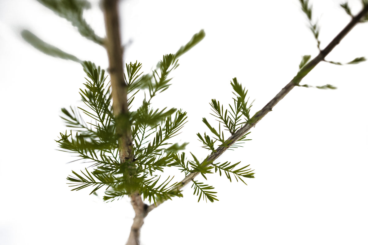 Pond Cypress | XL Tree Seedling – The Jonsteen Company