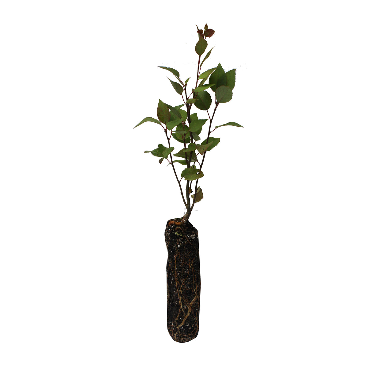 Quaking Aspen | Medium Tree Seedling – The Jonsteen Company