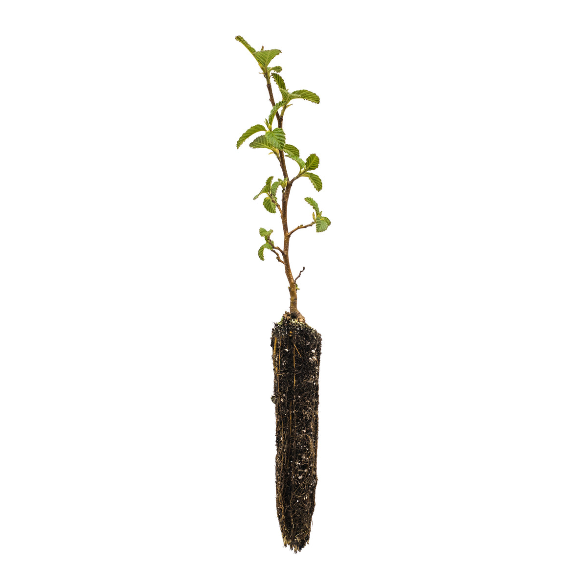 Red Alder | Small Tree Seedling – The Jonsteen Company