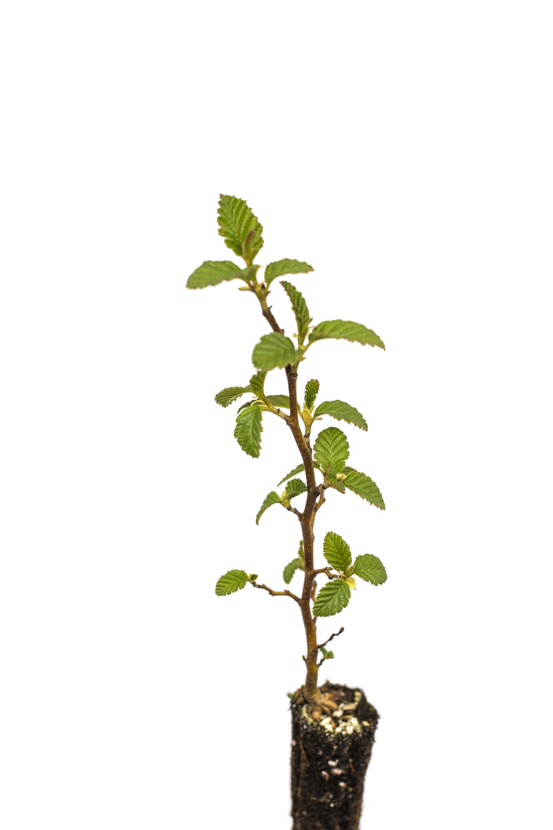 Red Alder | Small Tree Seedling – The Jonsteen Company