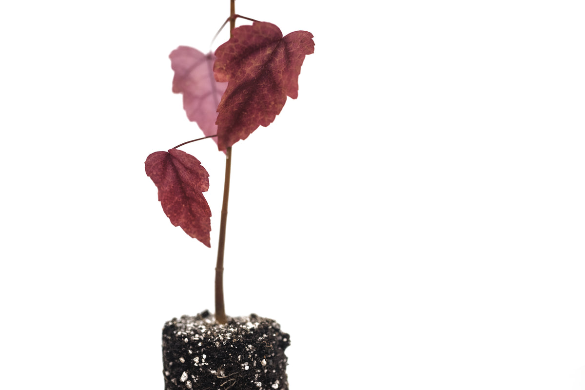 Red Maple | Medium Tree Seedling – The Jonsteen Company