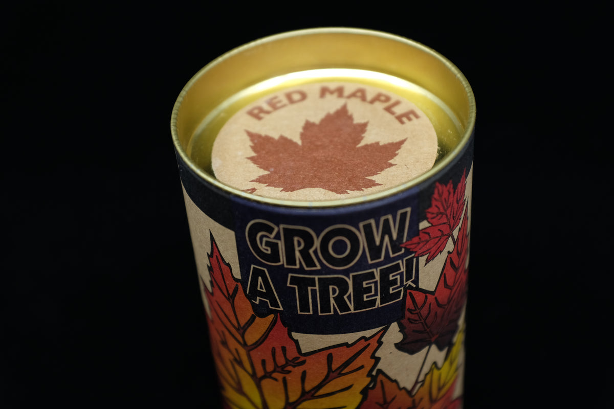 Red Maple | Seed Grow Kit – The Jonsteen Company