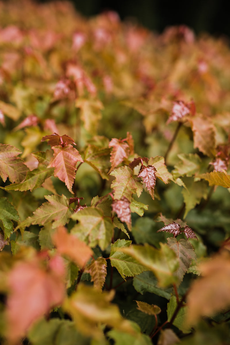 Red Snakebark Maple | Lot of 30 Tree Seedlings – The Jonsteen Company