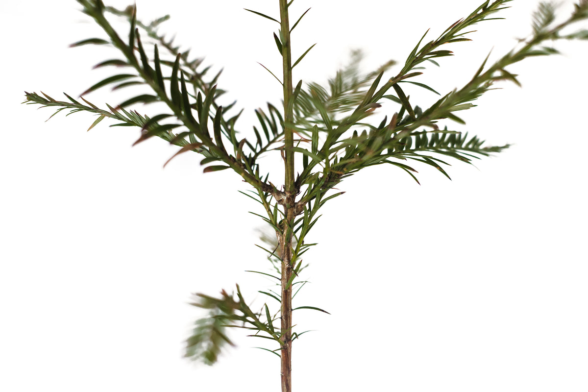 Coast Redwood | XL Tree Seedling – The Jonsteen Company