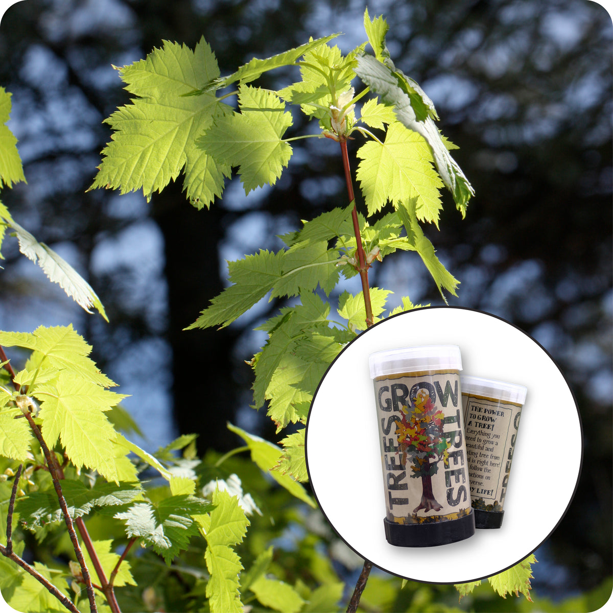 Rocky Mountain Maple | Mini-Grow Kit – The Jonsteen Company