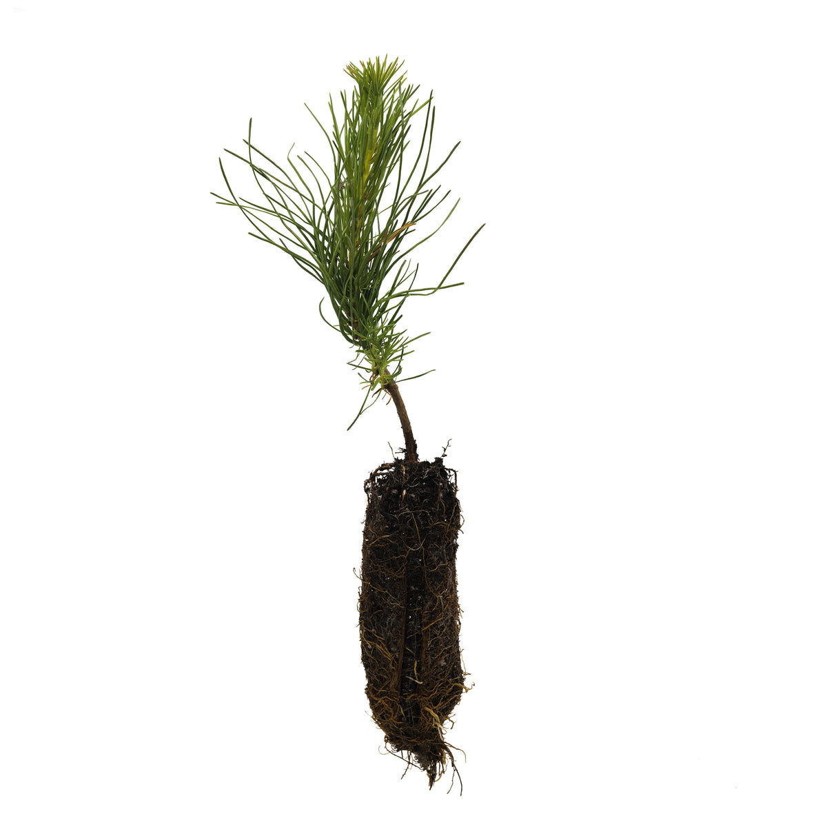 Scotch Pine | Medium Tree Seedling – The Jonsteen Company