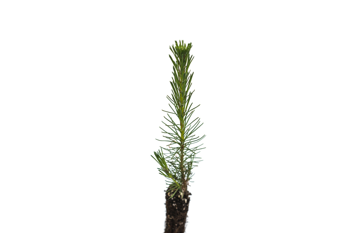 Scotch Pine | Small Tree Seedling – The Jonsteen Company