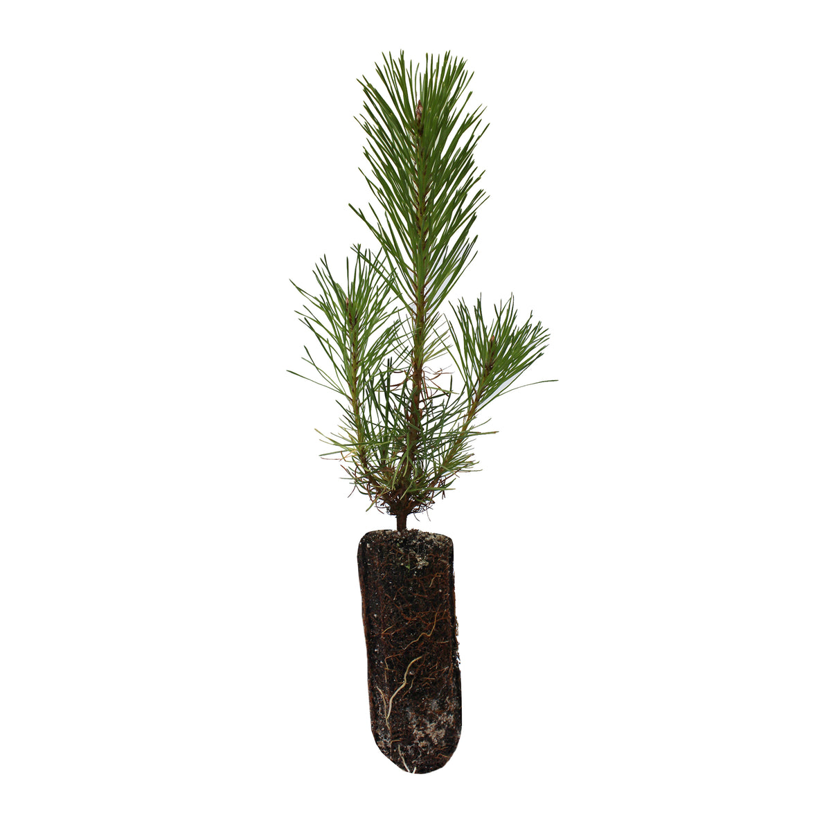 Shore Pine | Medium Tree Seedling – The Jonsteen Company