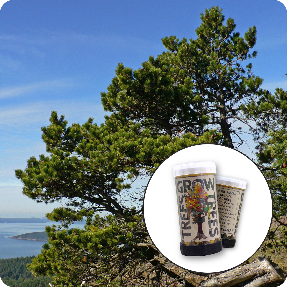 Shore Pine | Mini-Grow Kit – The Jonsteen Company