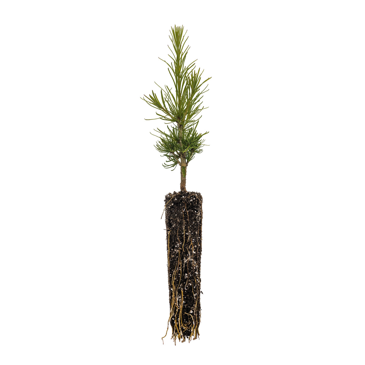 Siberian Larch | Small Tree Seedling – The Jonsteen Company