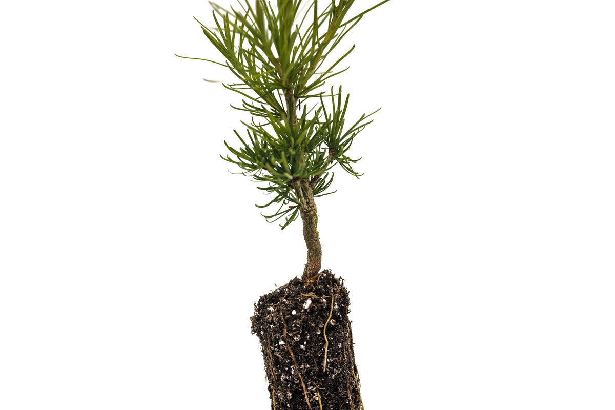 Siberian Larch | Small Tree Seedling – The Jonsteen Company