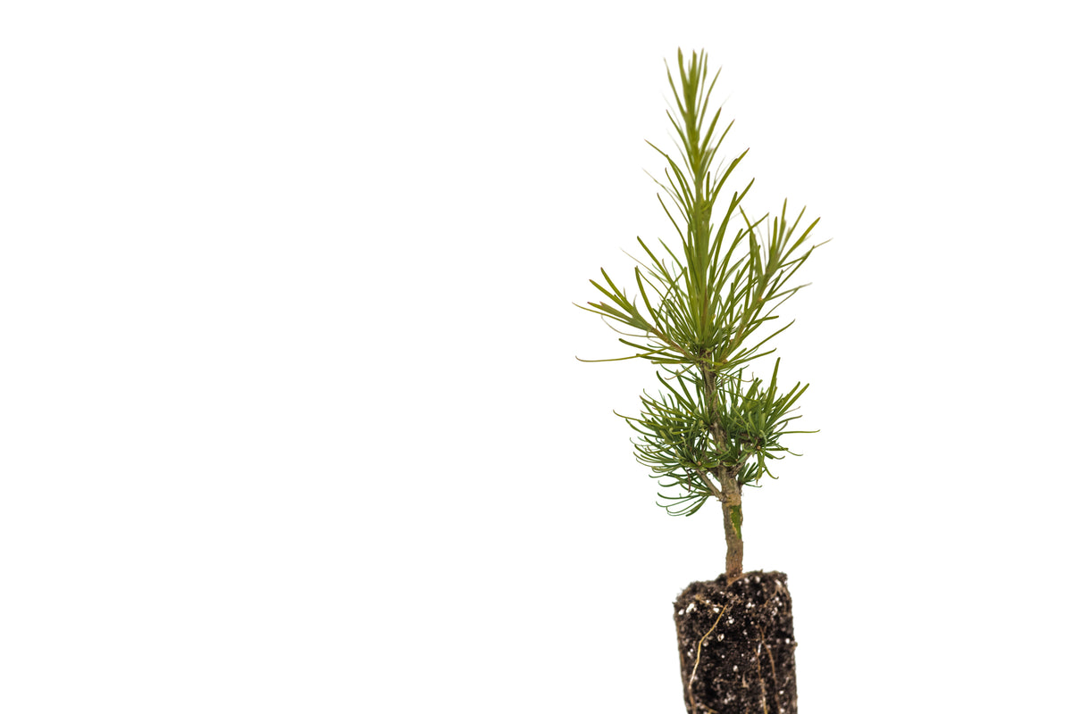 Siberian Larch | Small Tree Seedling – The Jonsteen Company