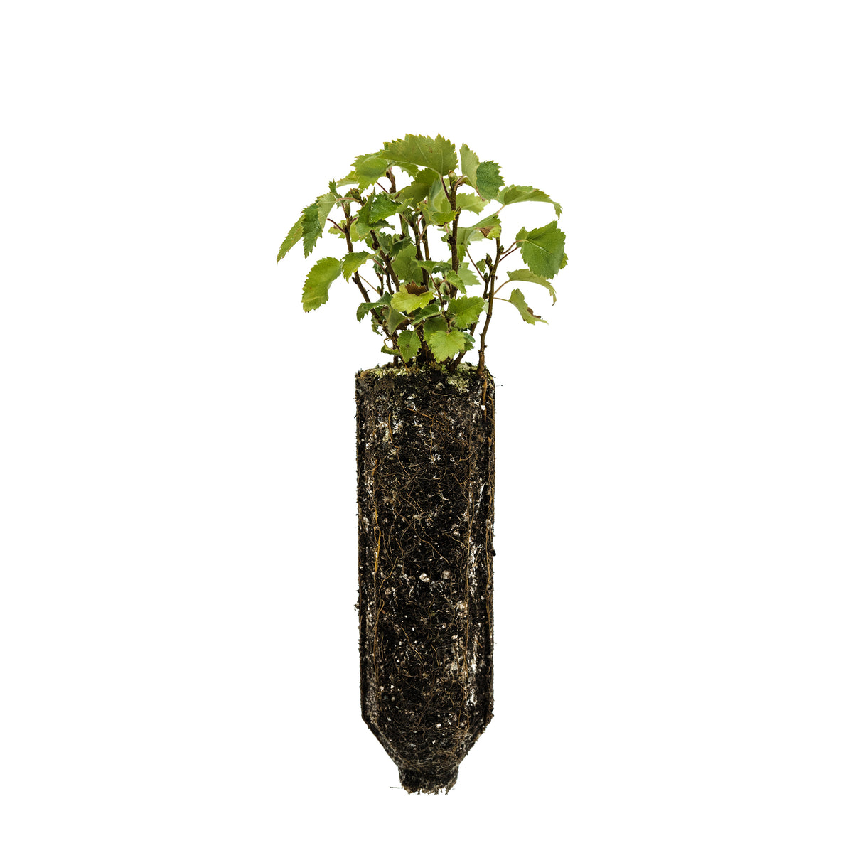 Silver Birch | Tree Seedling Cluster – The Jonsteen Company
