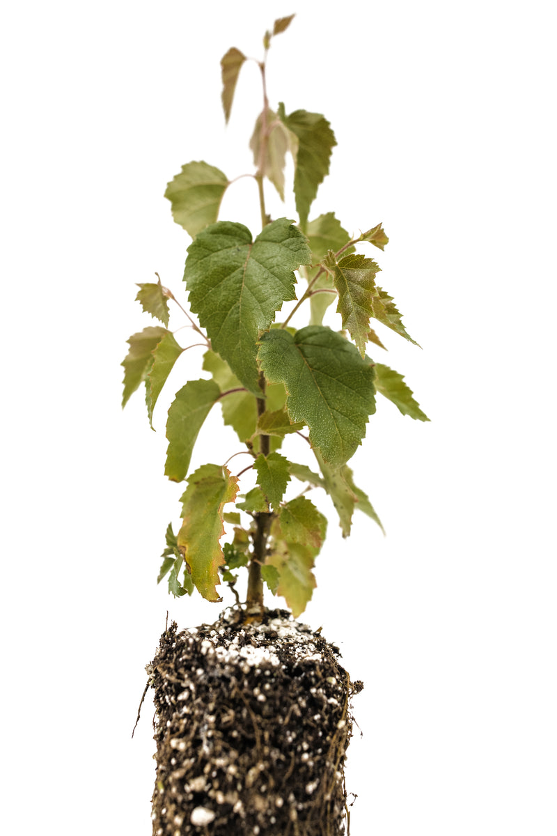 Silver Birch | Medium Tree Seedling – The Jonsteen Company