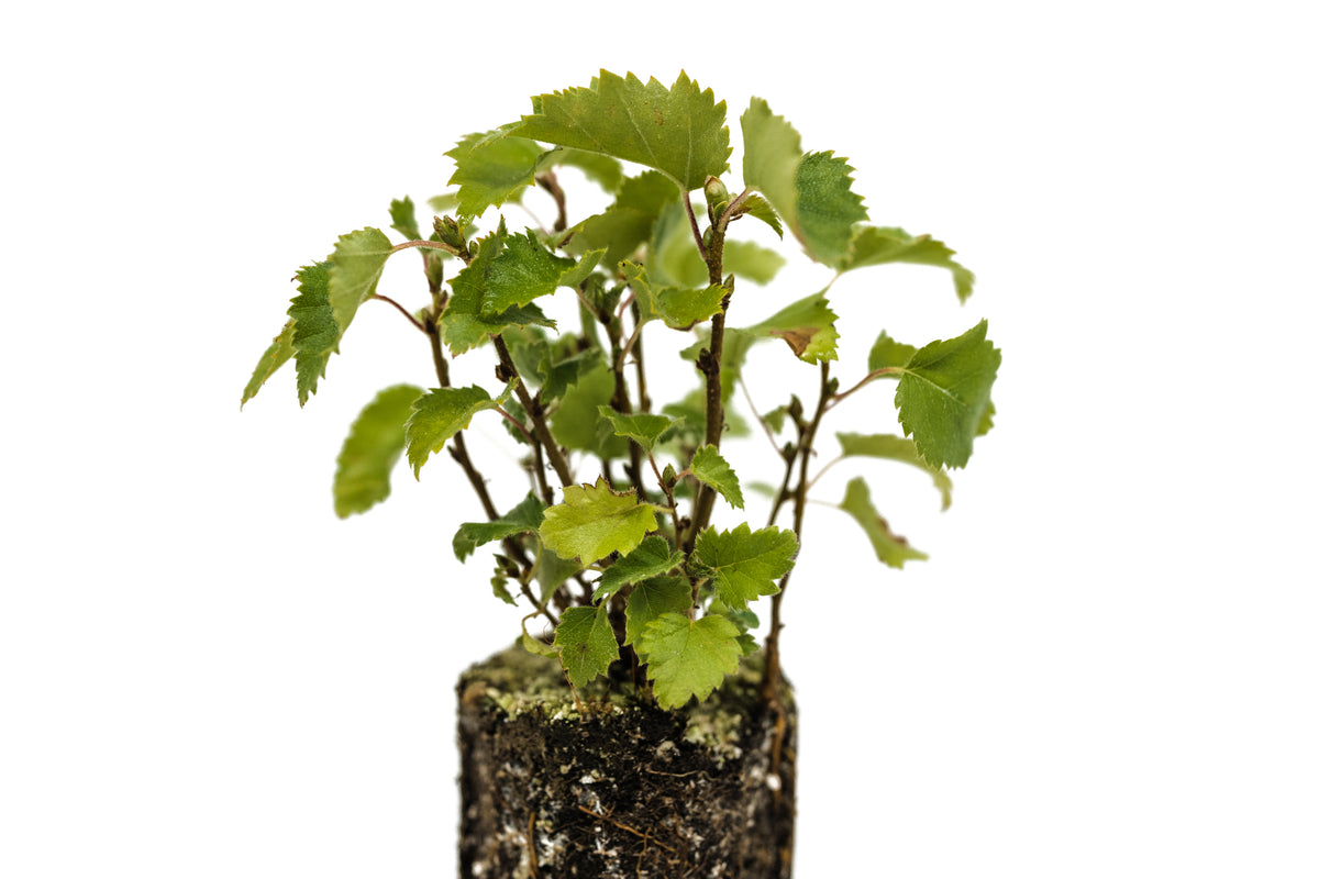 Silver Birch | Tree Seedling Cluster – The Jonsteen Company
