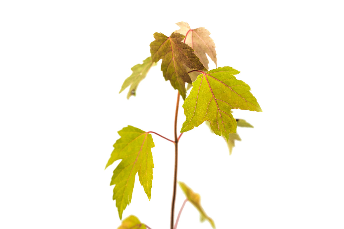 Silver Maple | Medium Tree Seedling – The Jonsteen Company