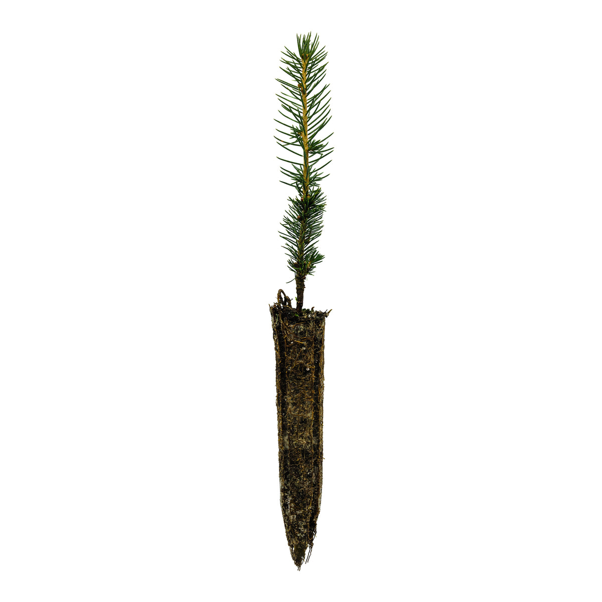 Sitka Spruce | Small Tree Seedling – The Jonsteen Company