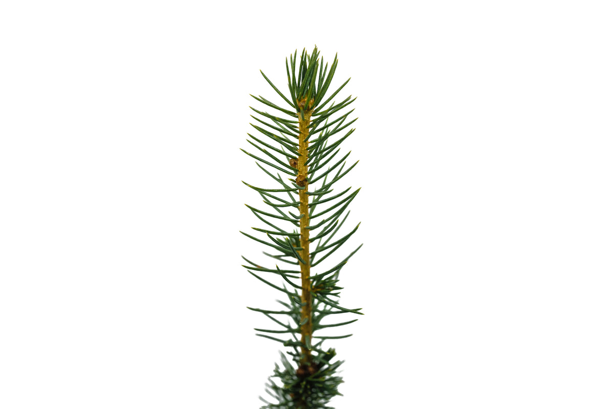 Sitka Spruce | Small Tree Seedling – The Jonsteen Company