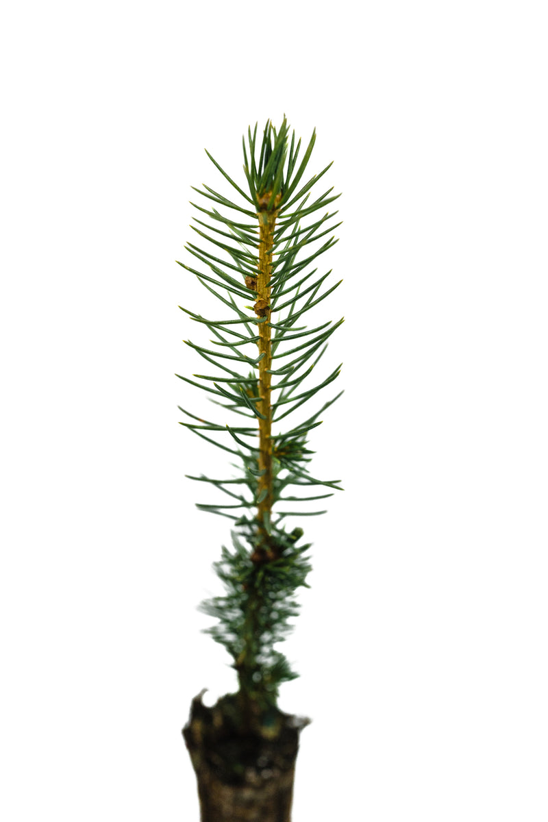 Sitka Spruce | Small Tree Seedling – The Jonsteen Company