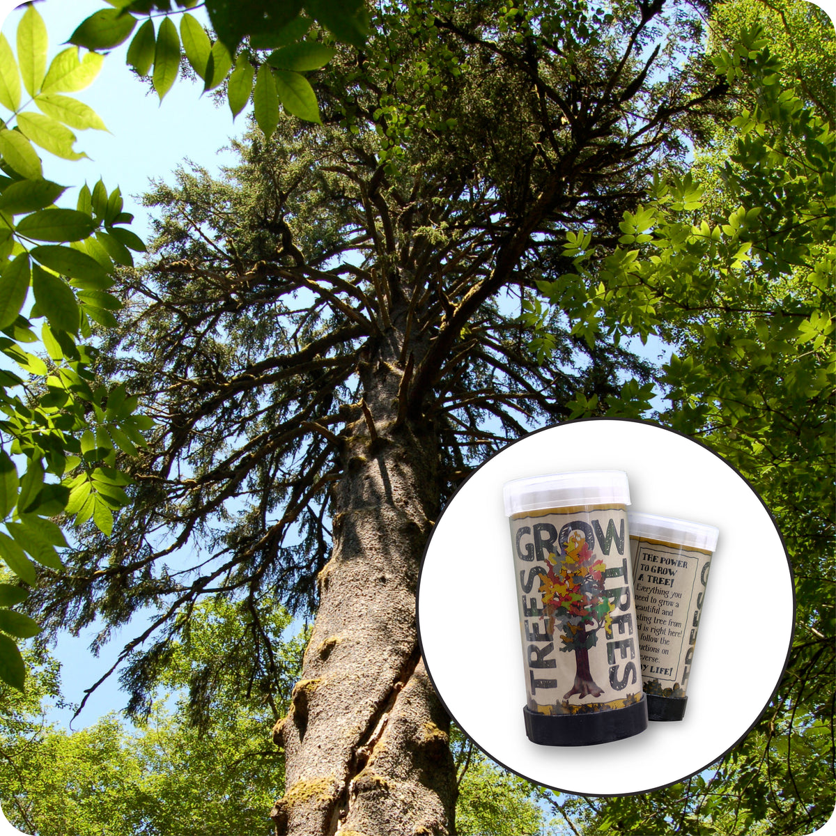 Sitka Spruce | Mini-Grow Kit – The Jonsteen Company