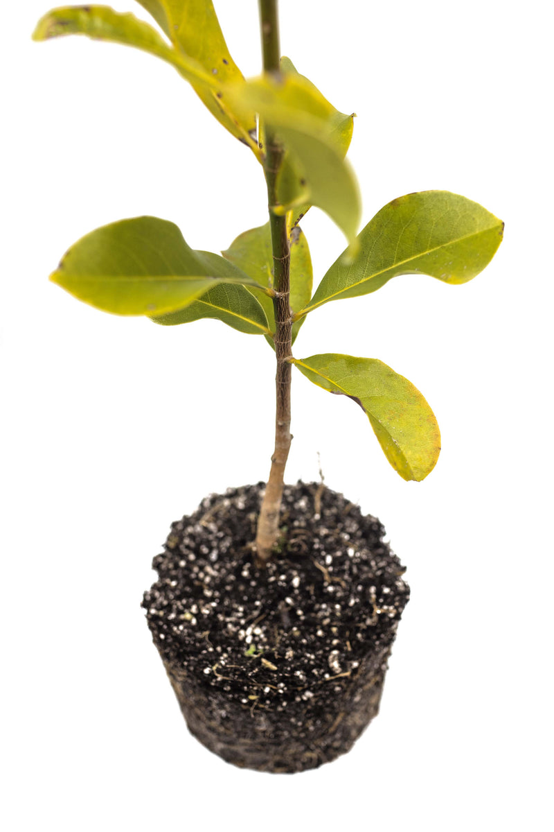 Southern Magnolia | Large Tree Seedling – The Jonsteen Company